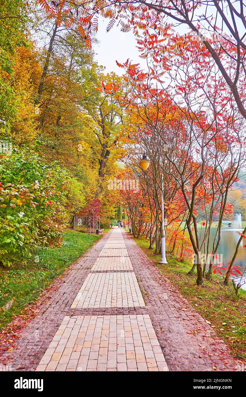 Sumac trees hi-res stock photography and images - Alamy