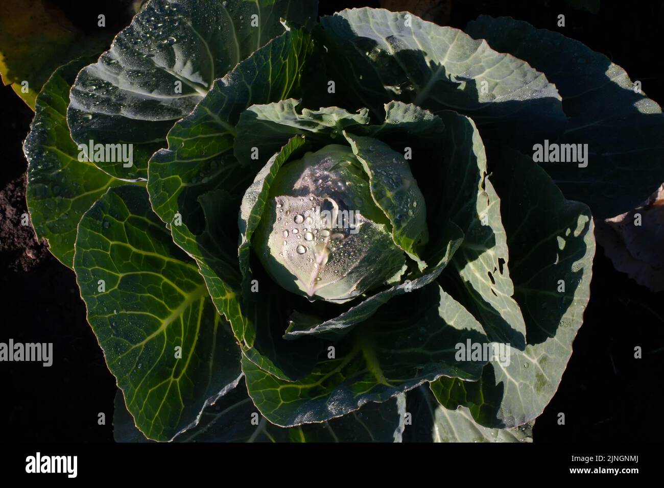 Cabbage close-up dew drops and rough shadow Stock Photo - Alamy