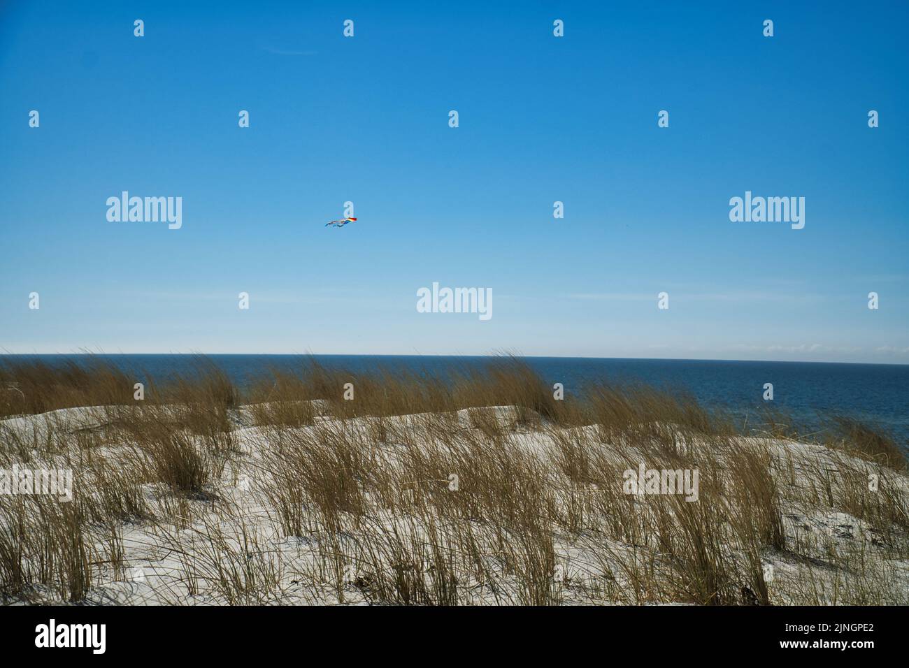 Dry reeds on the sandy seashore and colorful kits soaring in the sky ...