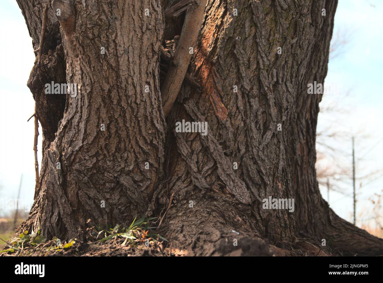 A stump of an aged giant tree Stock Photo - Alamy
