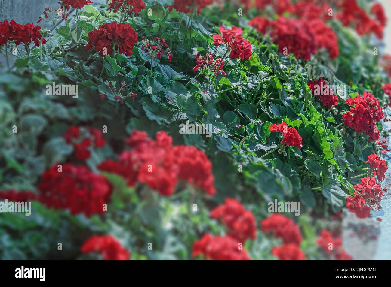 Fiery red garden geranium flowers on a dark background. Beauriful dark ...