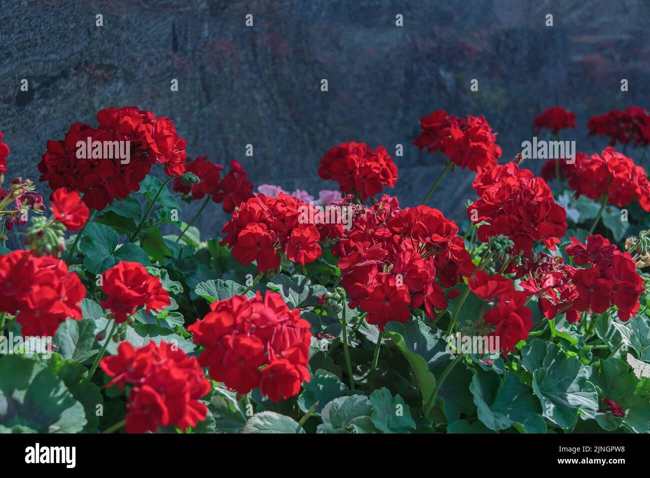 Fiery red garden geranium flowers on a dark background. Beauriful dark ...