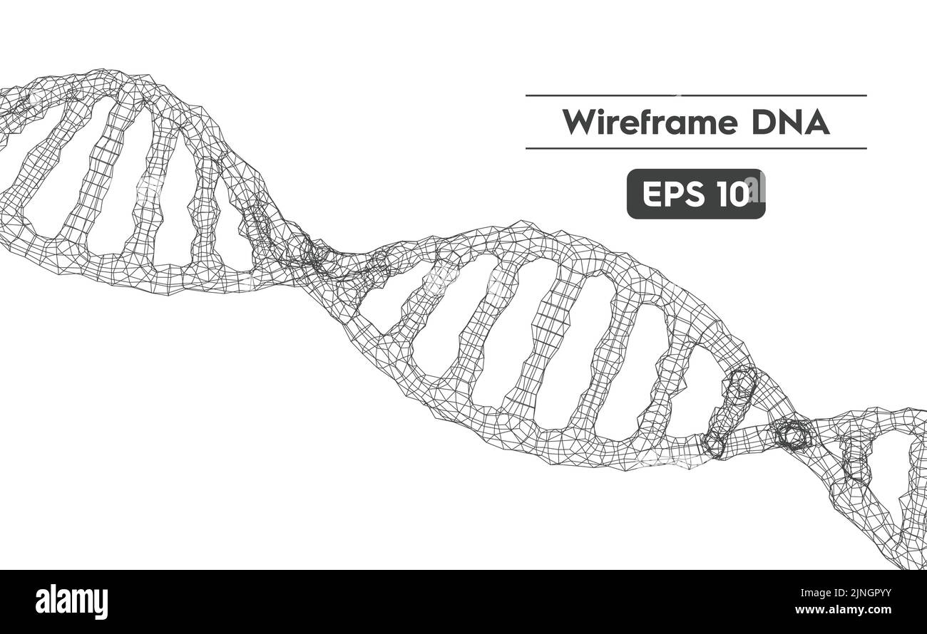 Vector illustration of the DNA structure using a wireframe mesh Stock ...