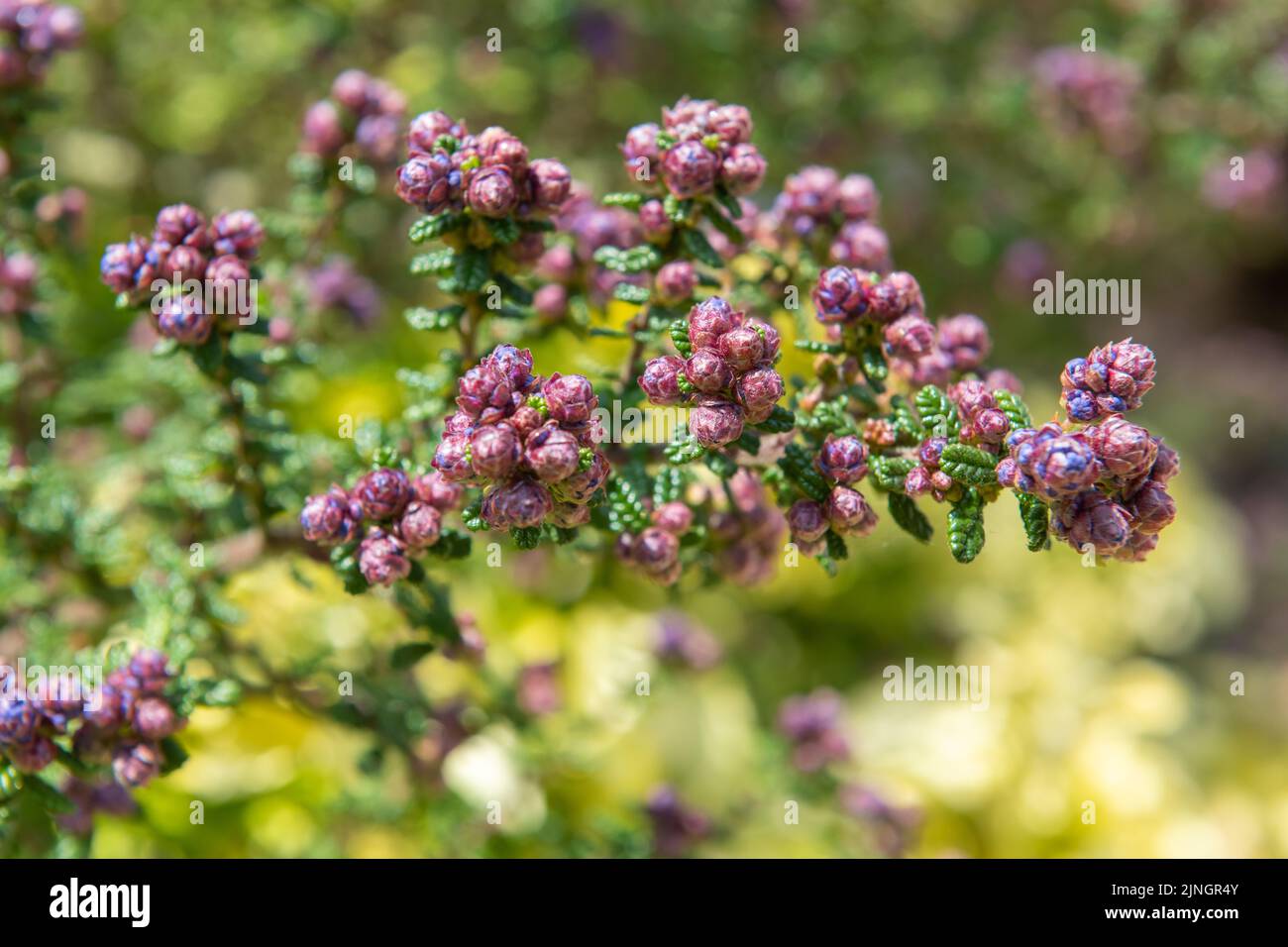 Close up of buds on a California lilac (ceanothus) bush Stock Photo - Alamy