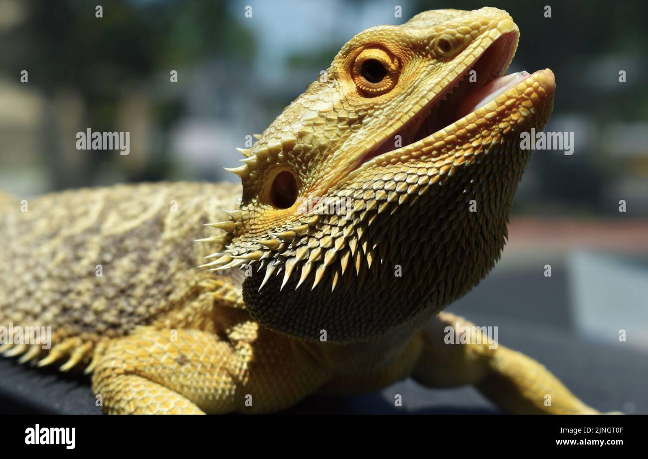 A closeup of a bearded Dragon sunbathing with a cute smile on its face ...