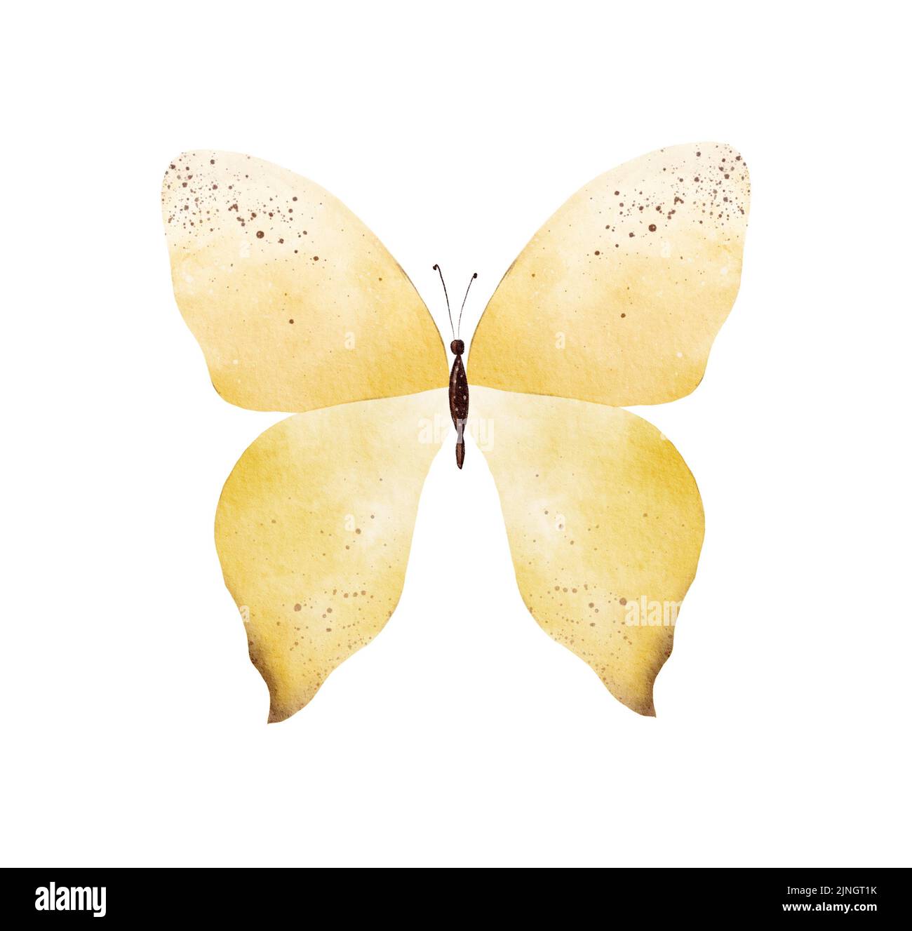Hand painted yellow watercolor butterfly clipart on white background ...