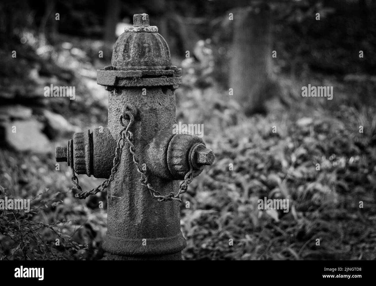 A grayscale shot of a street hydrant with a blurred background Stock ...
