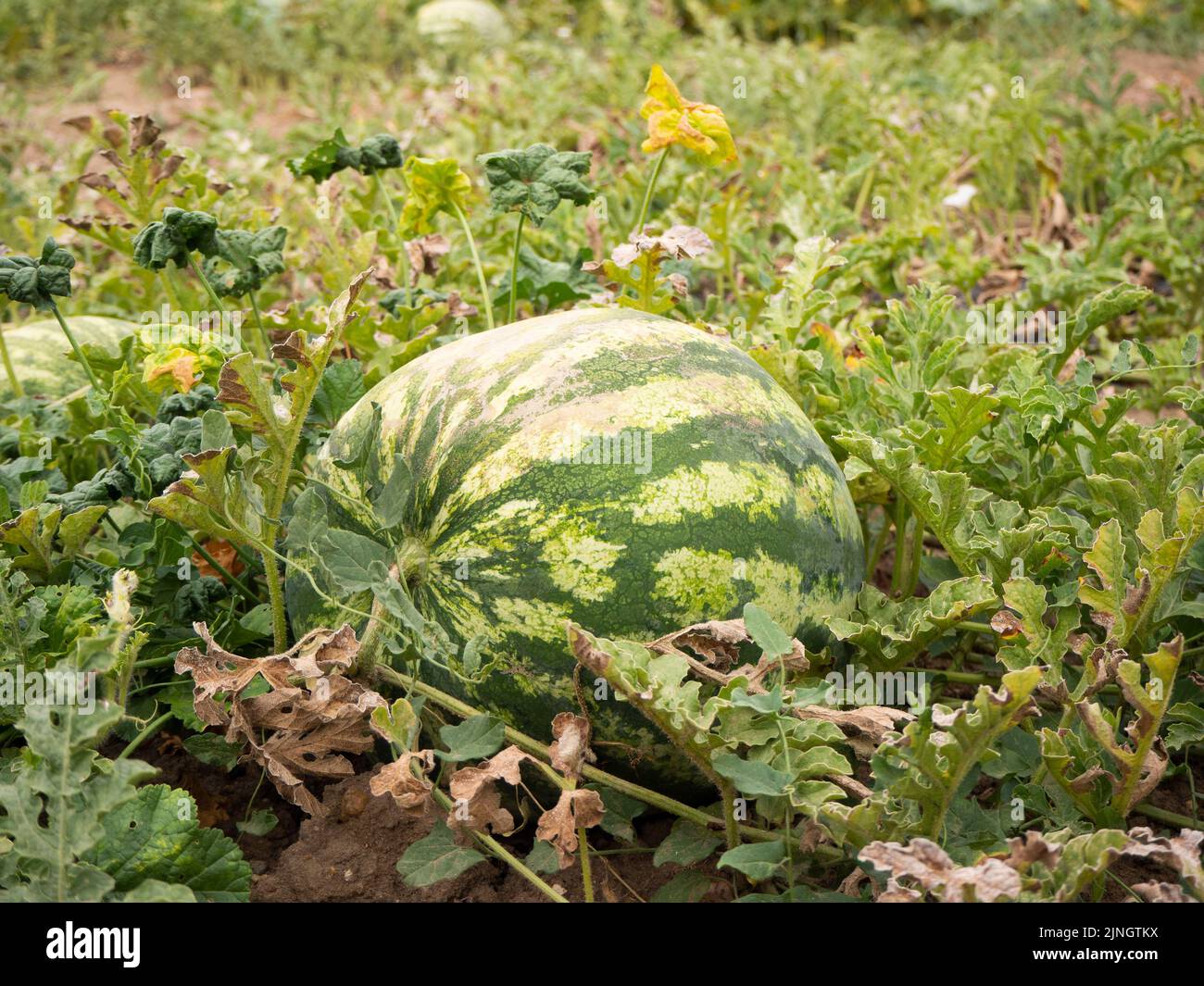 watermelons grown in an organic plantation. Sustainability concept ...
