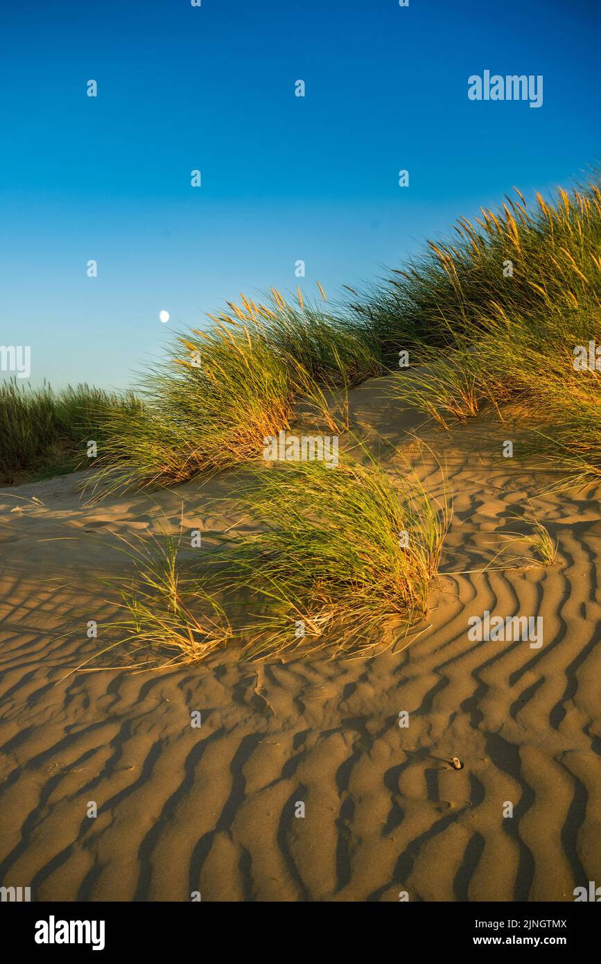 marram grass in sand dunes, succession, background UK dune system Stock ...