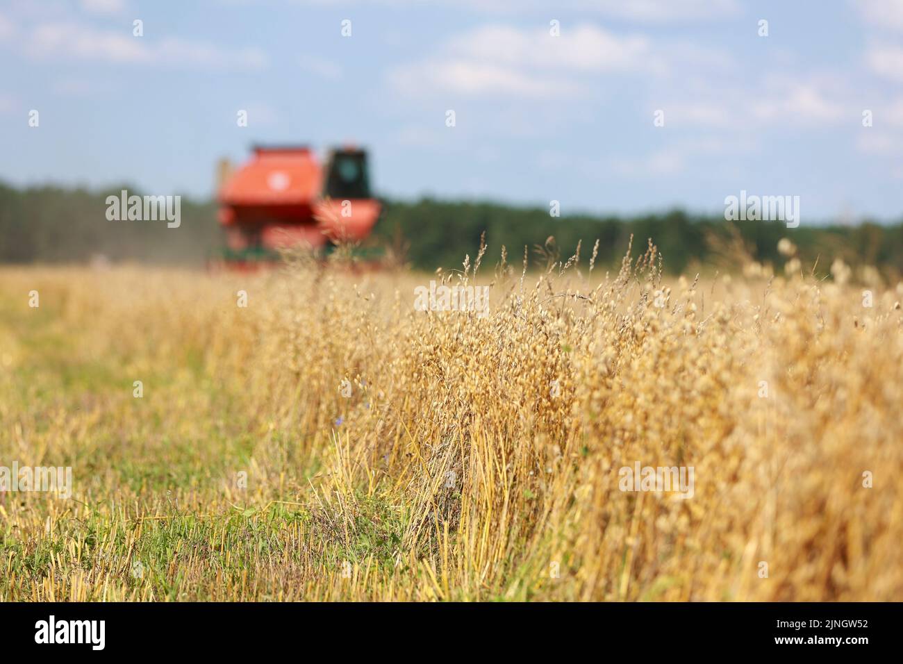 combine harvester driving through field collecting grain in summer ...