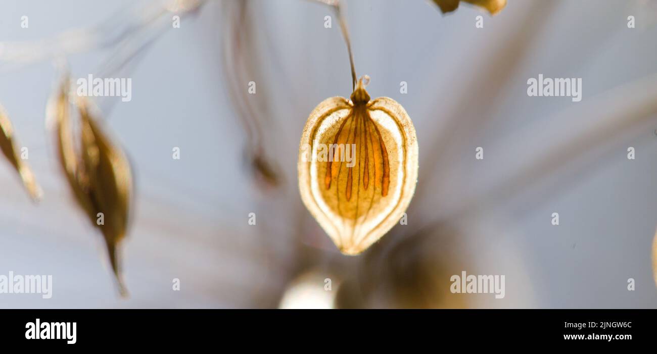 Close-up detail of a single plant seed capsules and pattern detail ...