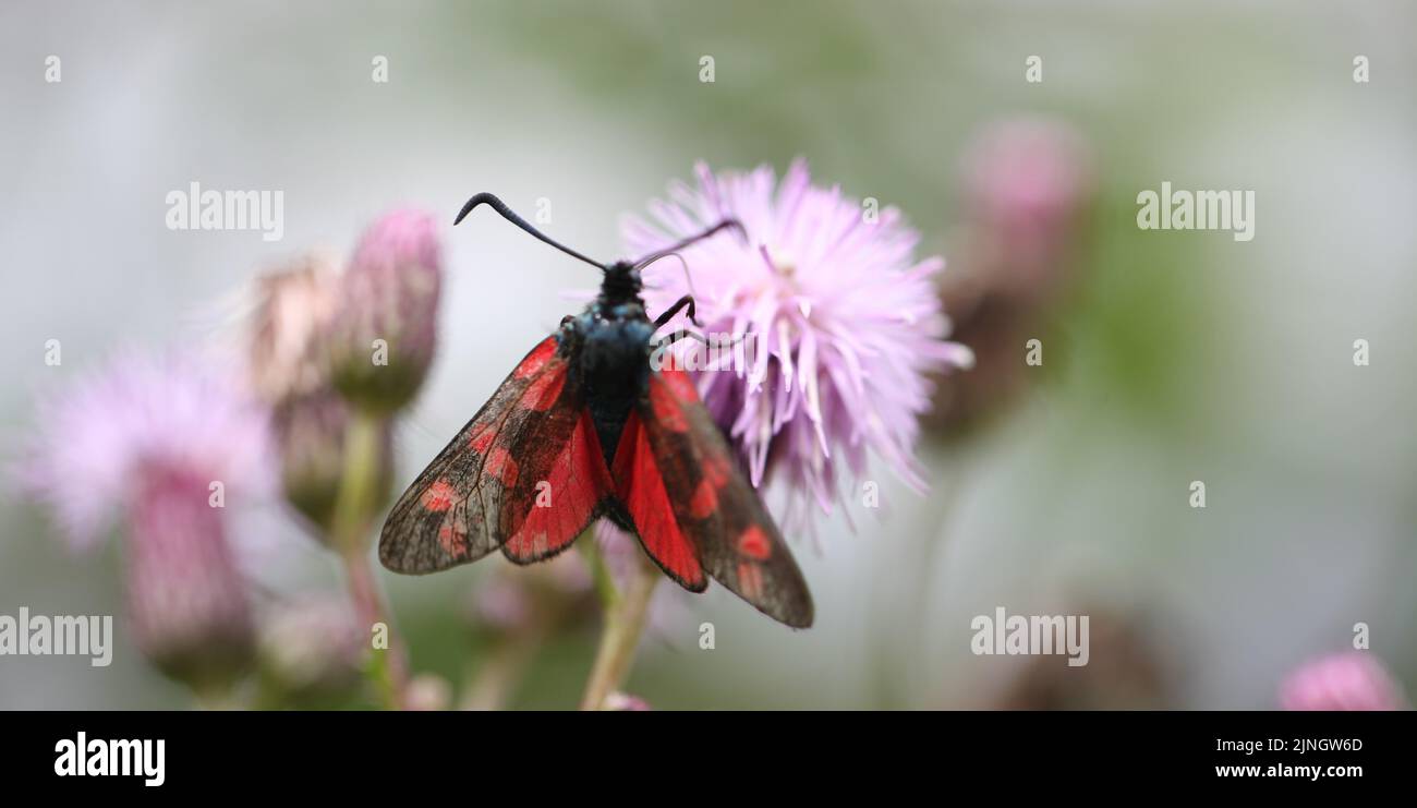 Six-spot burnet moth foraging for nectar, Canvey Wick Nature Reserve ...