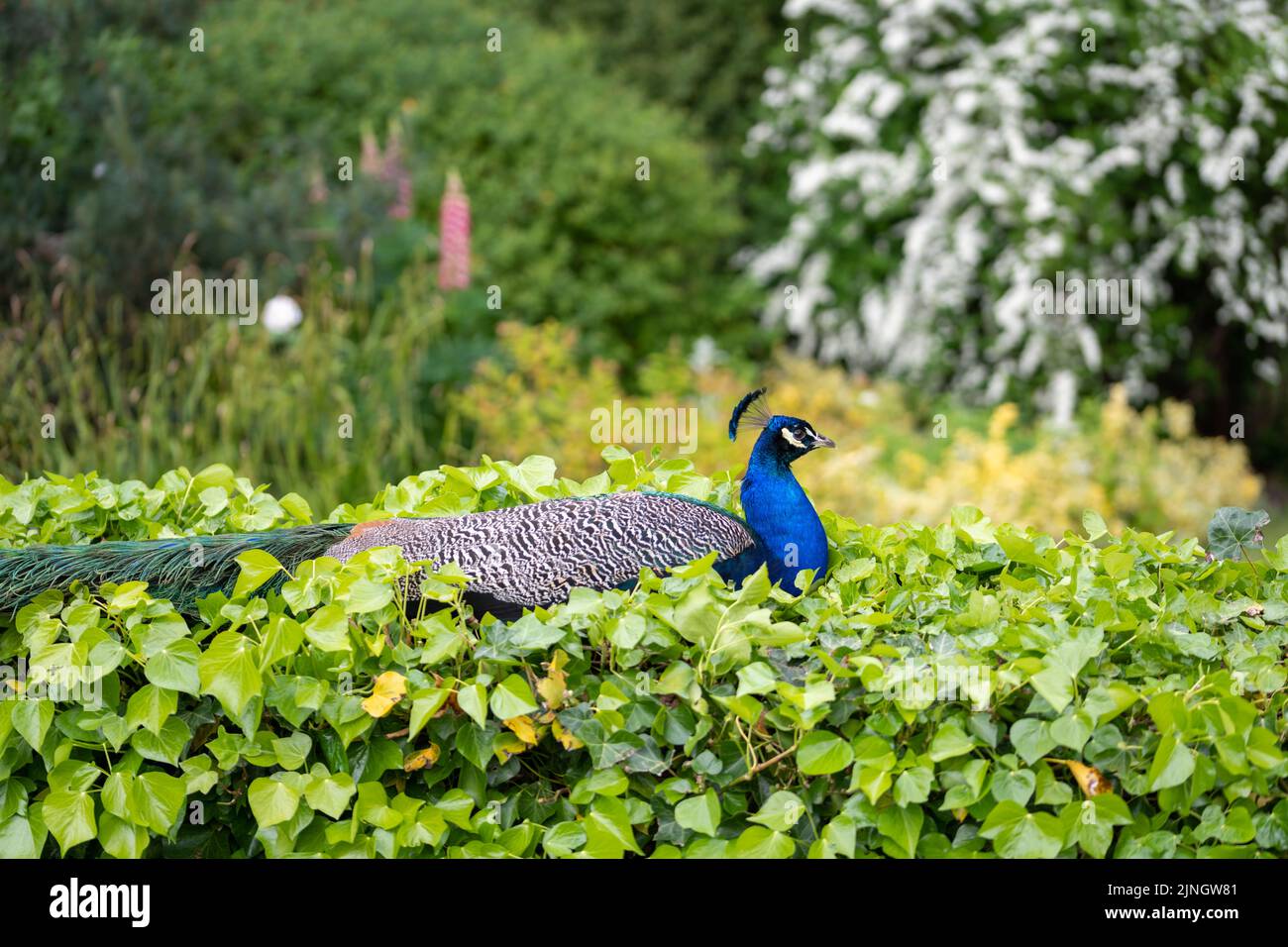 Portrait of a peacock (pavo cristatus) sitting on a hedge Stock Photo ...