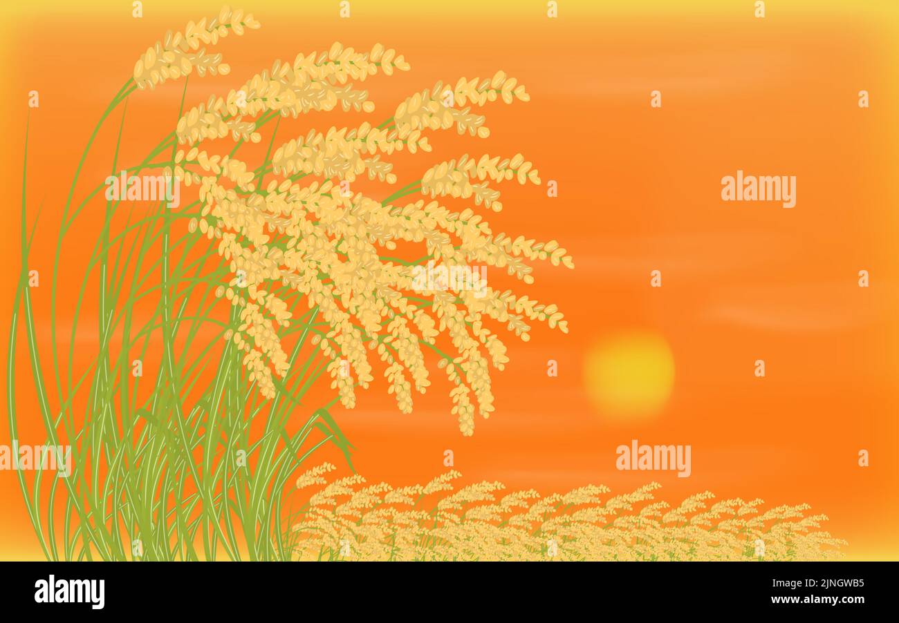 Background material, illustration of harvested rice and sunset Stock ...