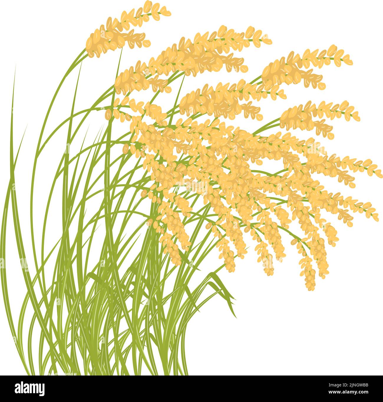 Background material, illustration of harvested rice Stock Vector Image ...