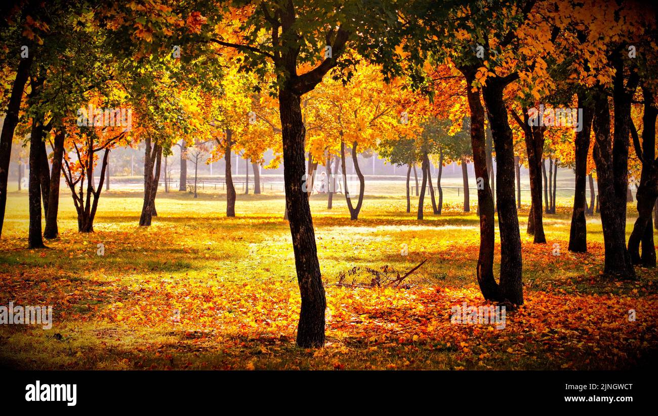 Light colored trees hi-res stock photography and images - Alamy