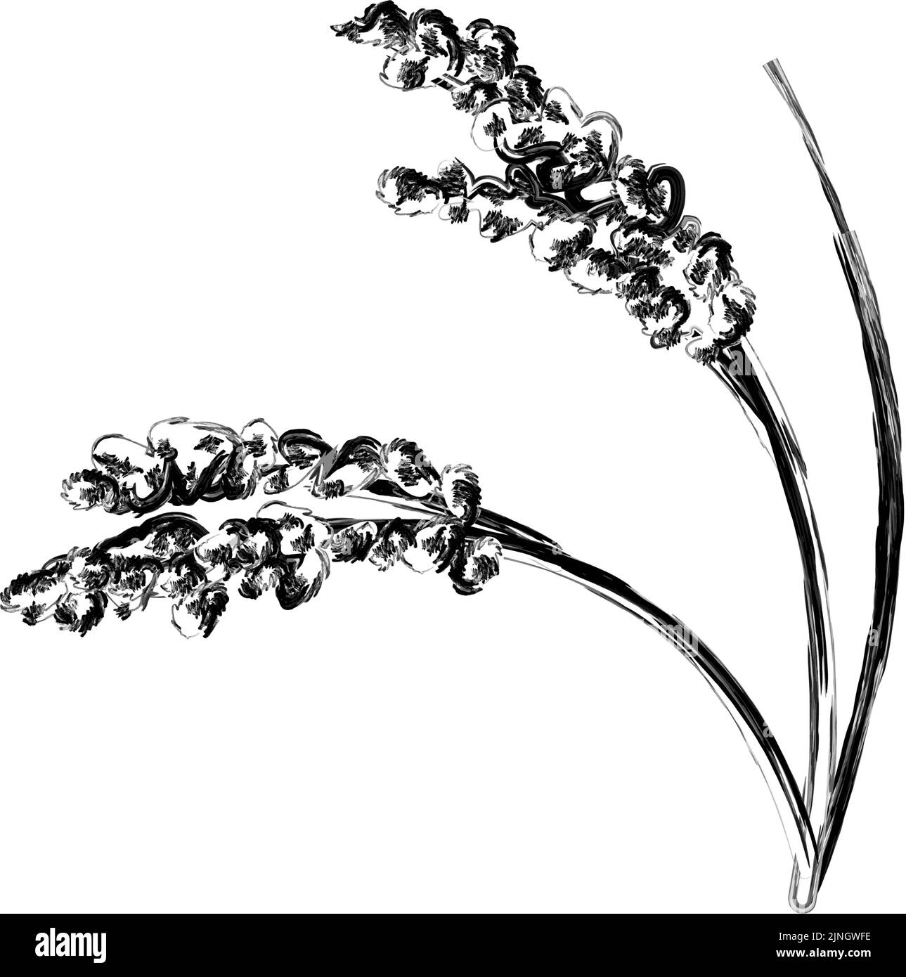 Rice plant drawing Stock Vector Images - Alamy