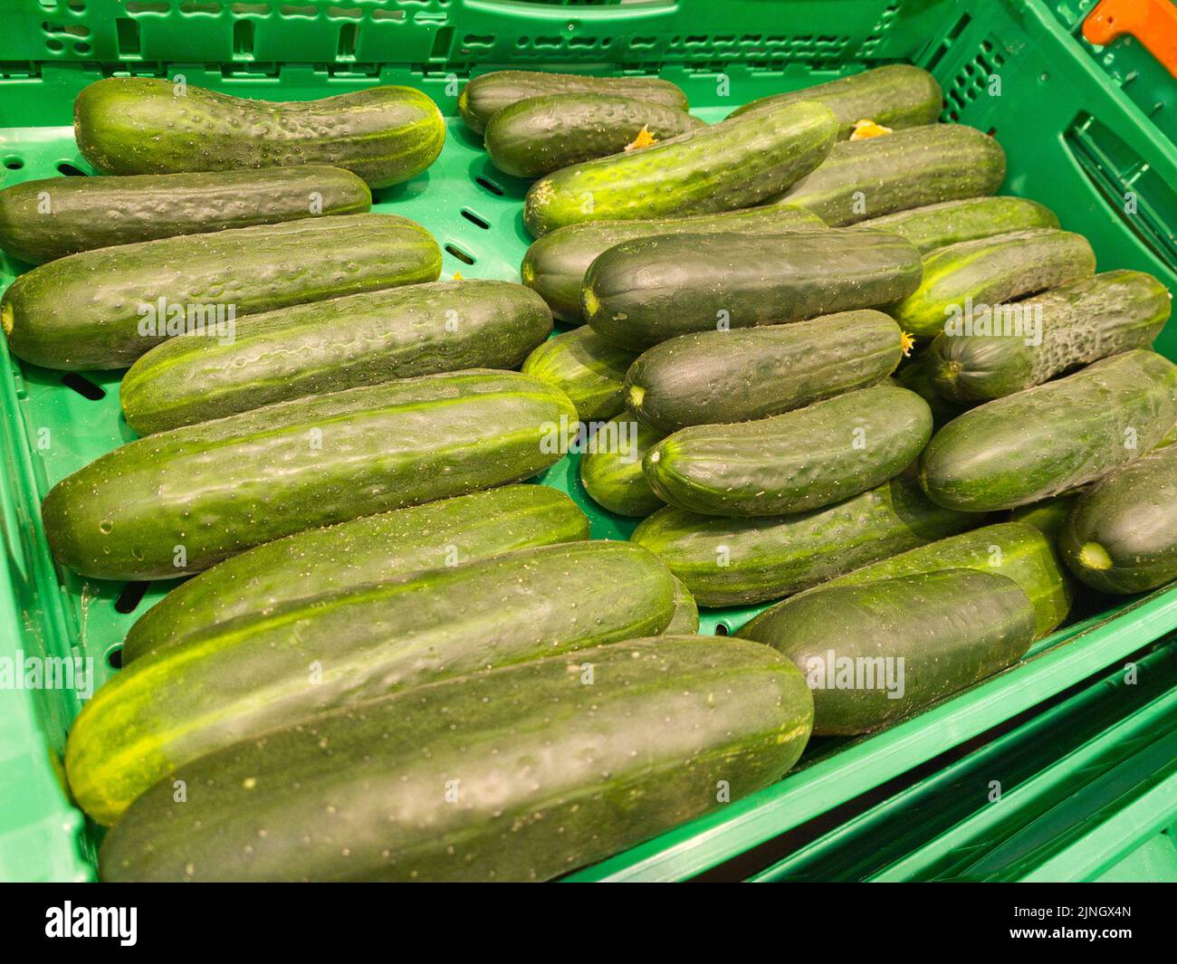 Organized green cucumbers in the supermarket. Vegetable and vitamins ...