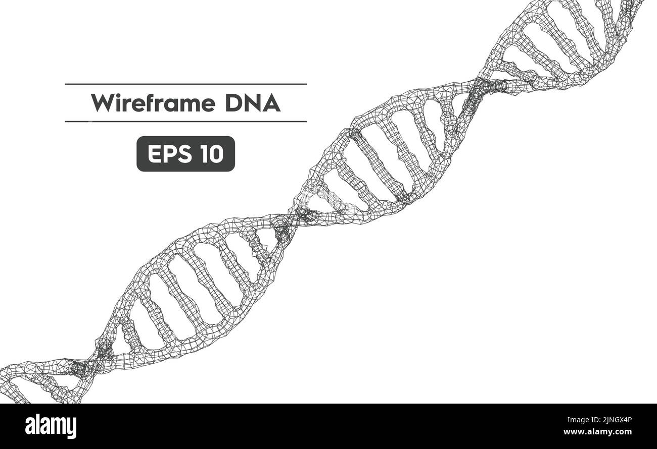 Vector illustration of the DNA structure using a wireframe mesh Stock ...