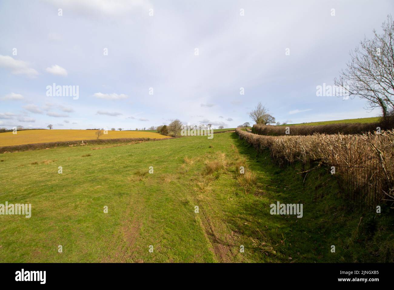 Typical countryside of Devon with green fields, gentle hills with ...