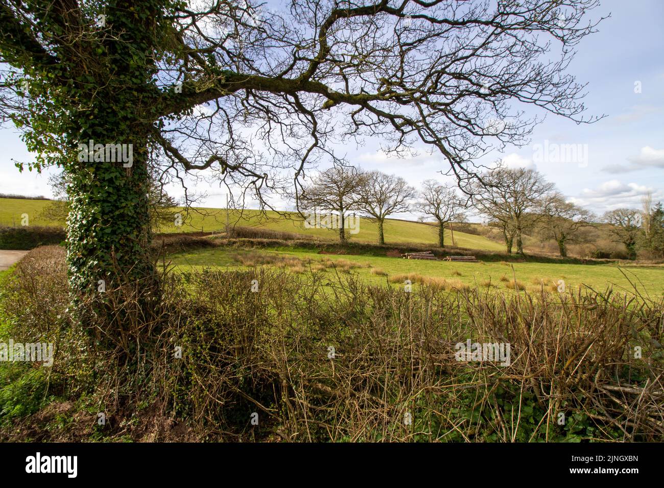 Typical countryside of Devon with green fields, gentle hills with ...