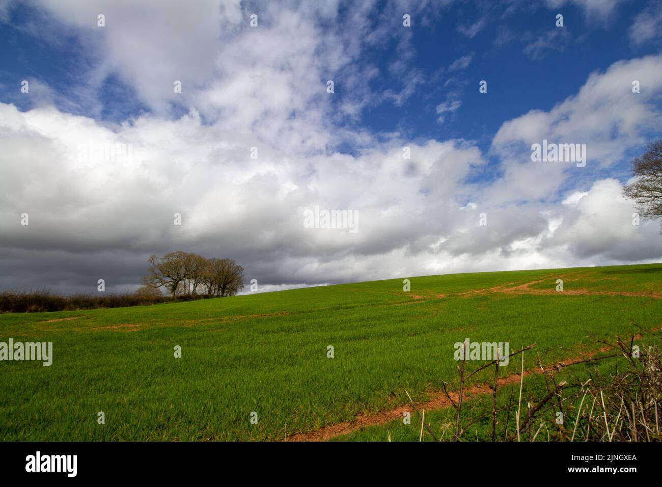 Typical countryside of Devon with green fields, gentle hills with ...