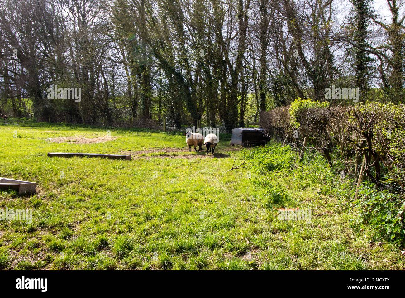 typical Devon field in Winter with Suffolk sheep, hedges, green grass ...