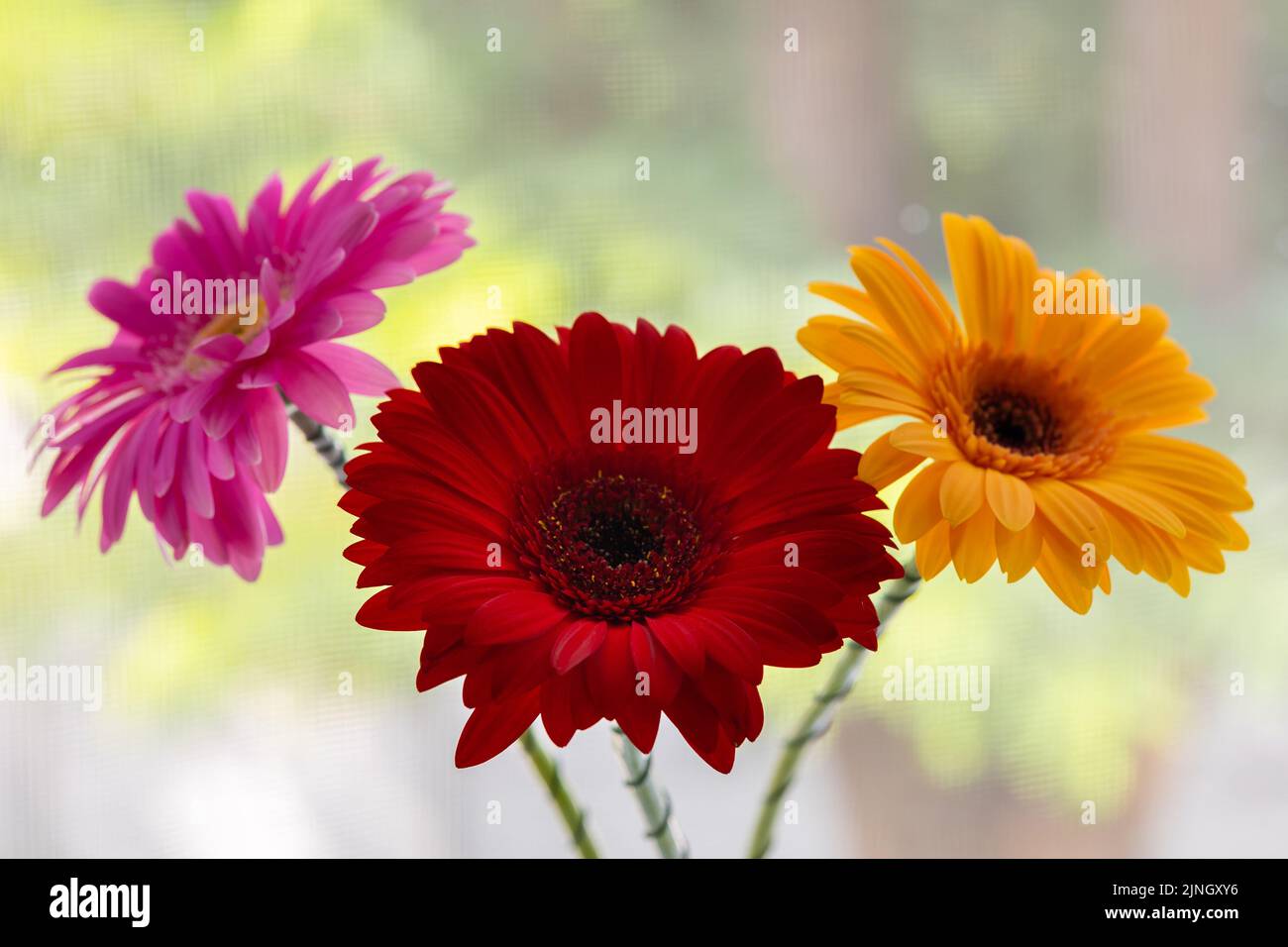beautiful bouquet of three gerbera flowers on a blurred window ...