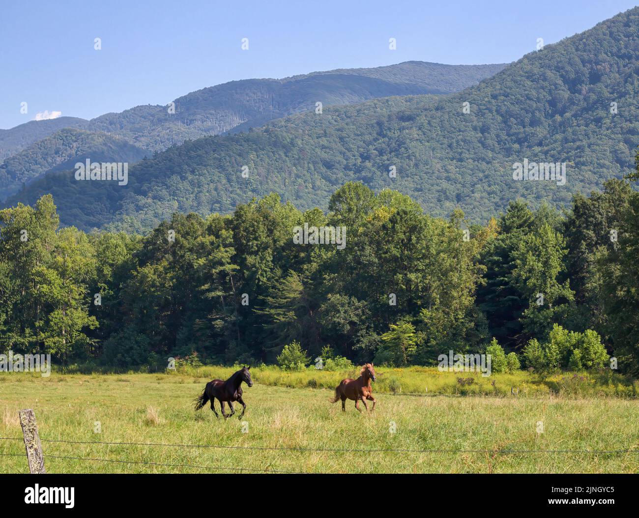 Two running horses, green pasture and mountain ranges in Cades Cove in ...