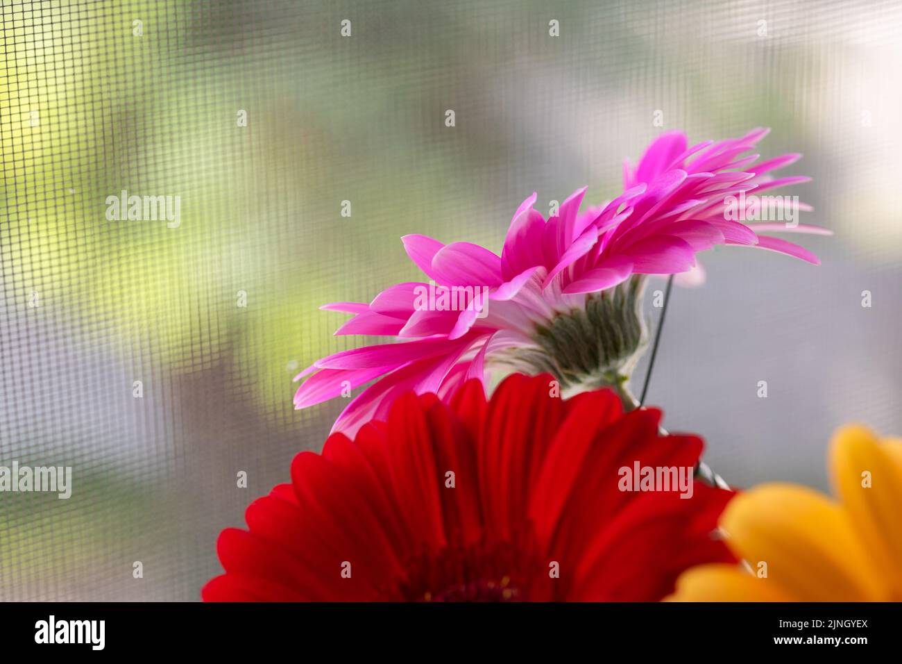 gerbera flower petals close up against blurred window background Stock ...