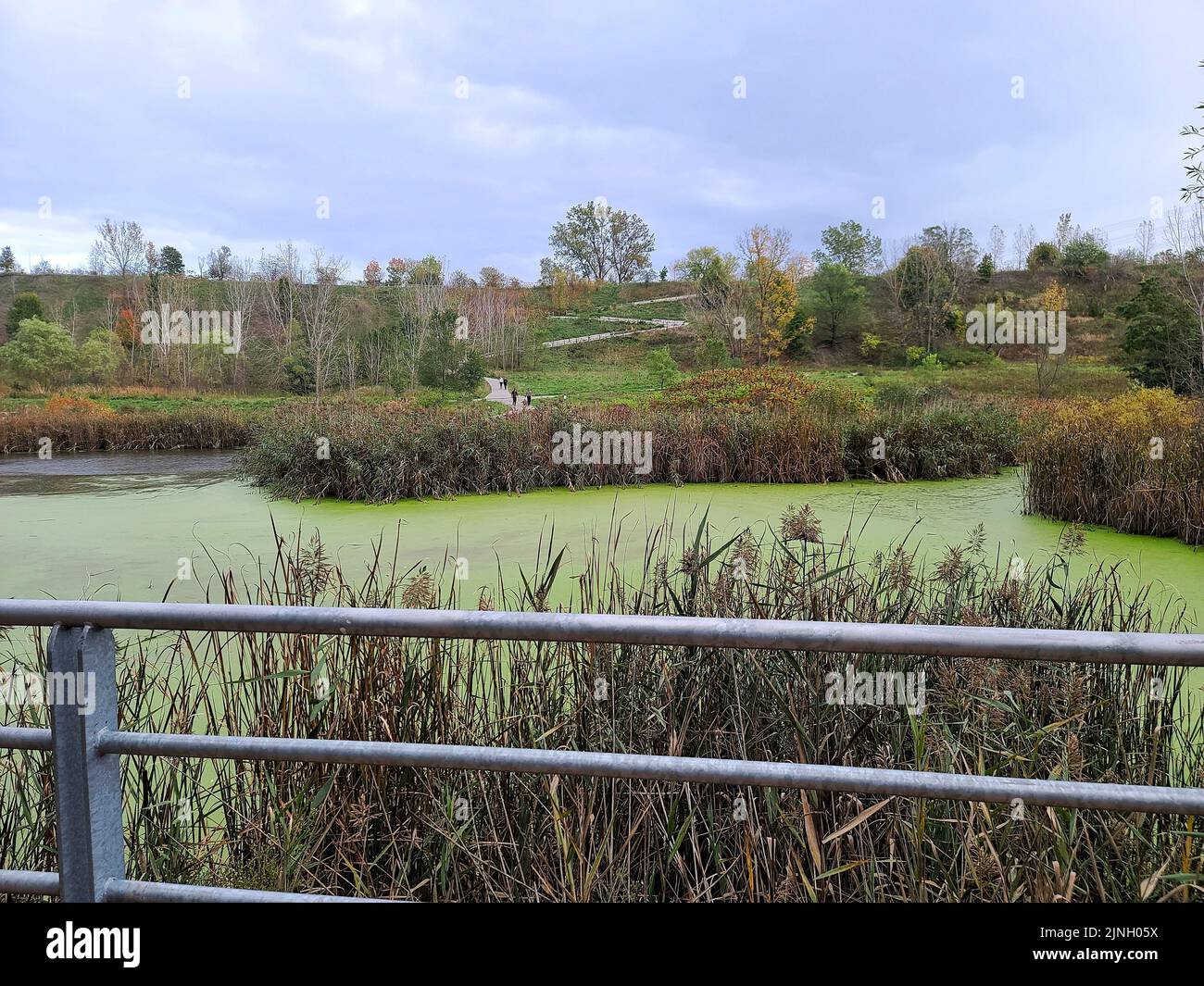 A landscape of a bridge on an algae-covered pond amid greenery in ...