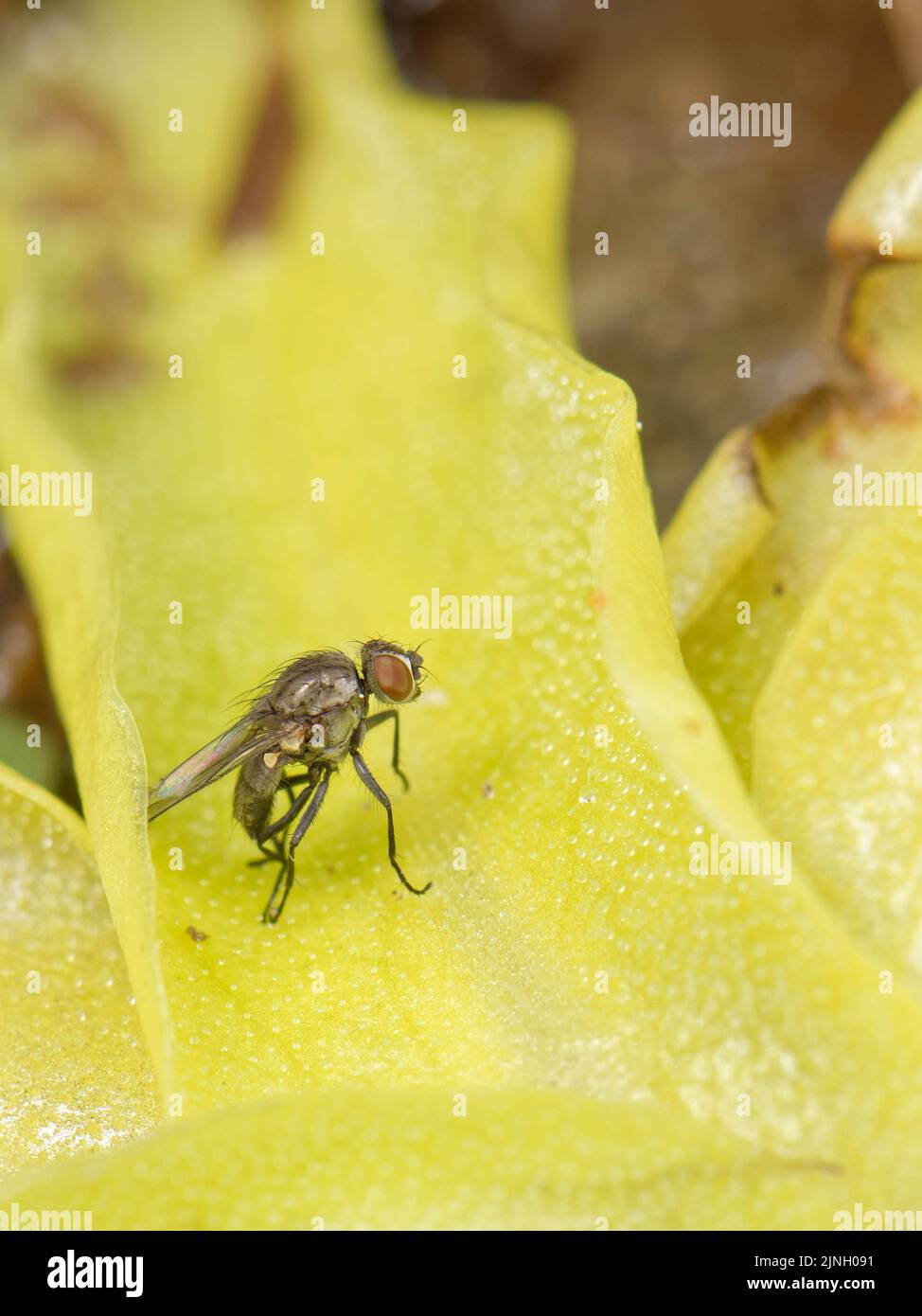 Carnivorous plant insect hi-res stock photography and images - Alamy