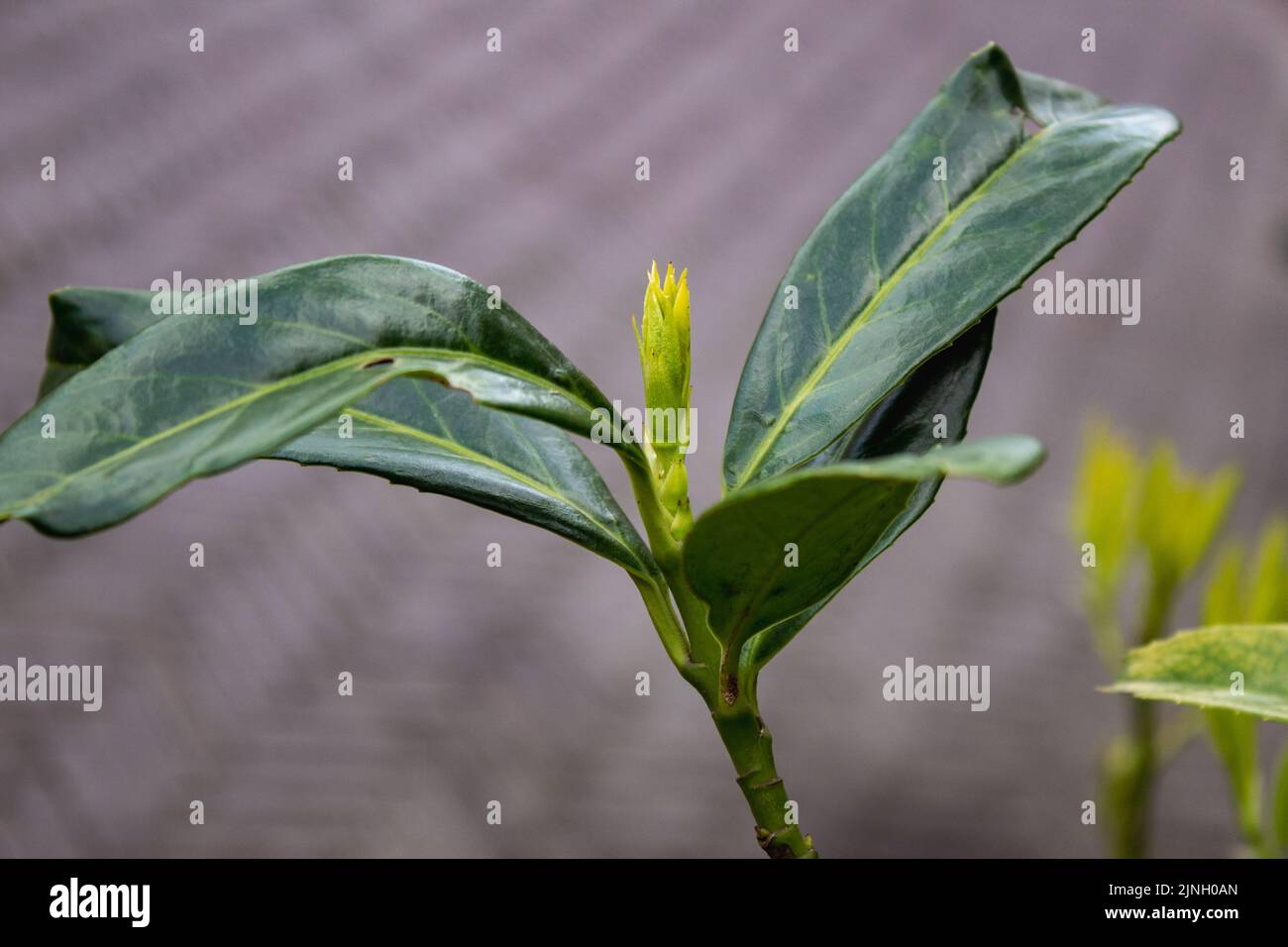 Closeup of a house plant with a new stem Stock Photo - Alamy