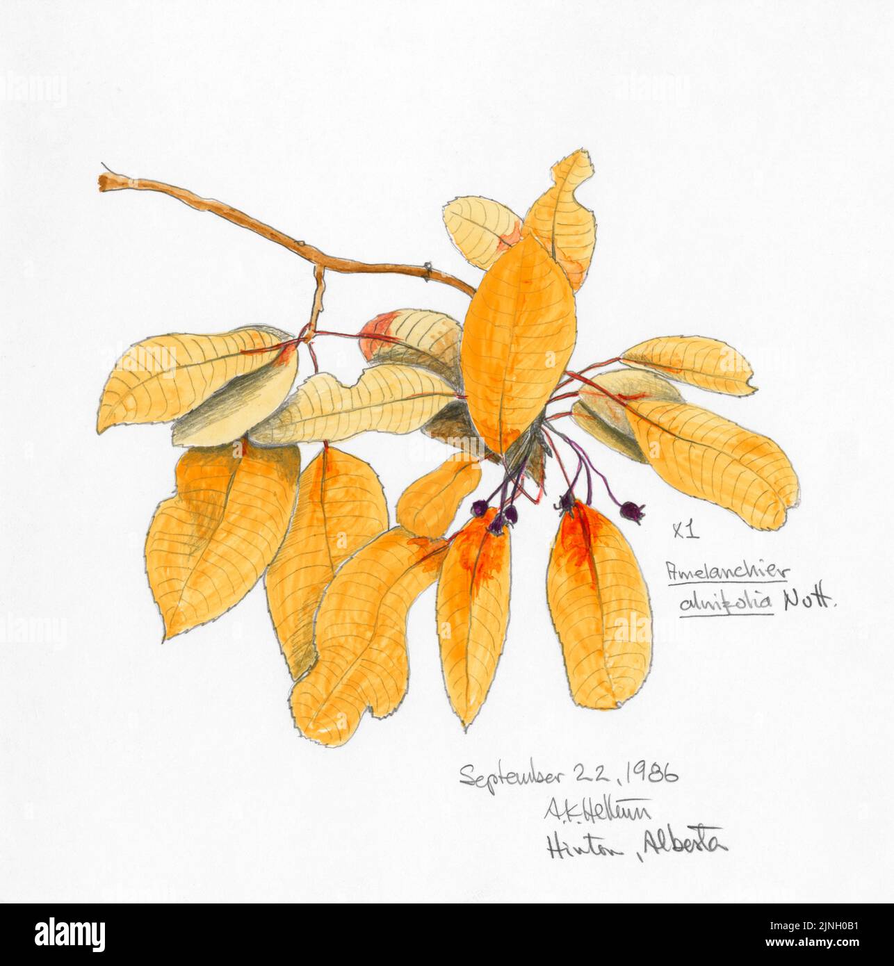 Orthocarpus luteus hi-res stock photography and images - Alamy