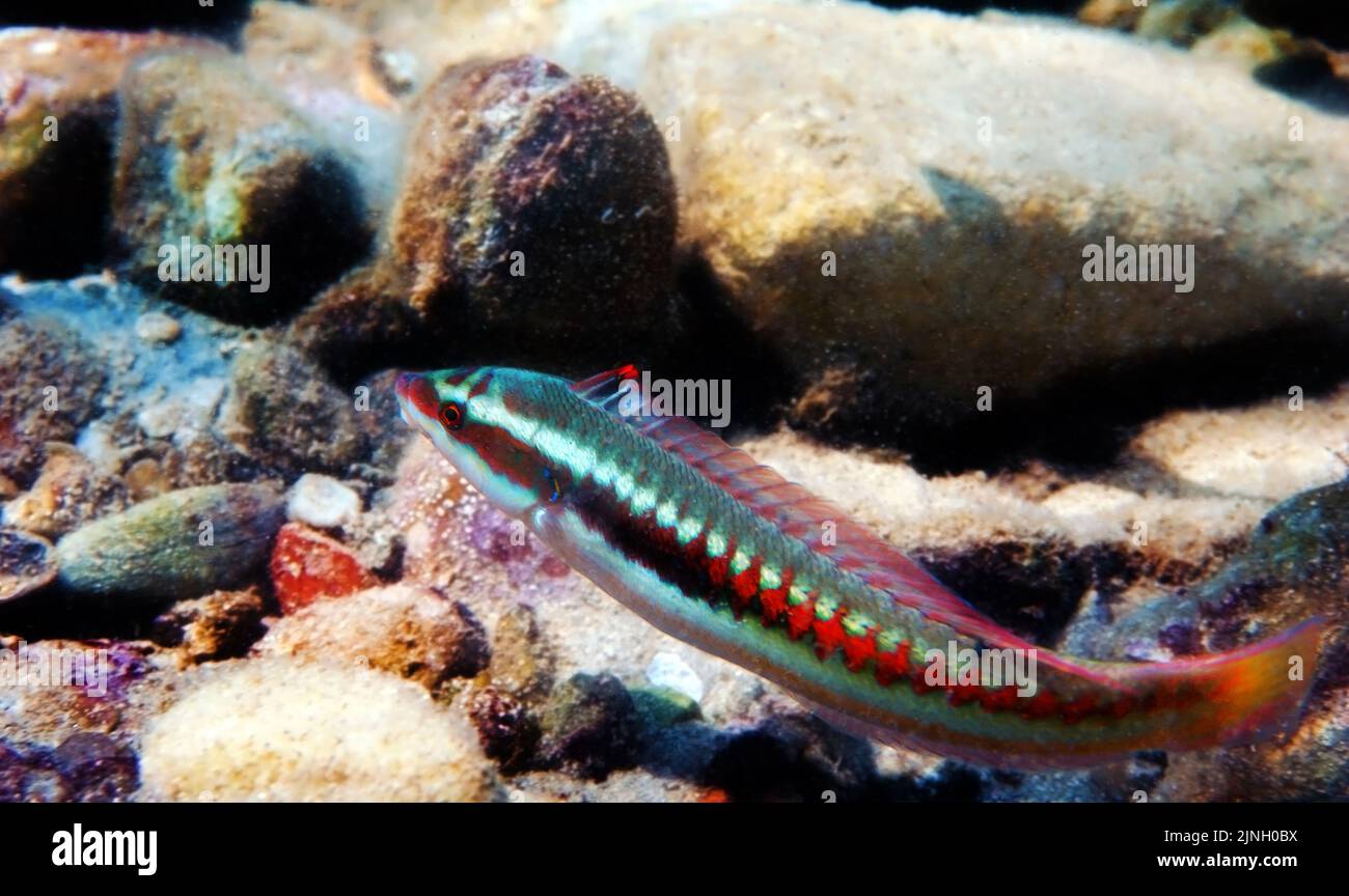 Mediterranean rainbow wrasse - (Coris julis Stock Photo - Alamy