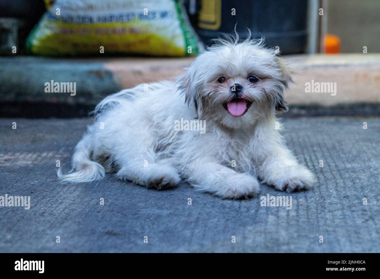 A Shih Tzu dog sticking its tongue out and looking up while laying on ...