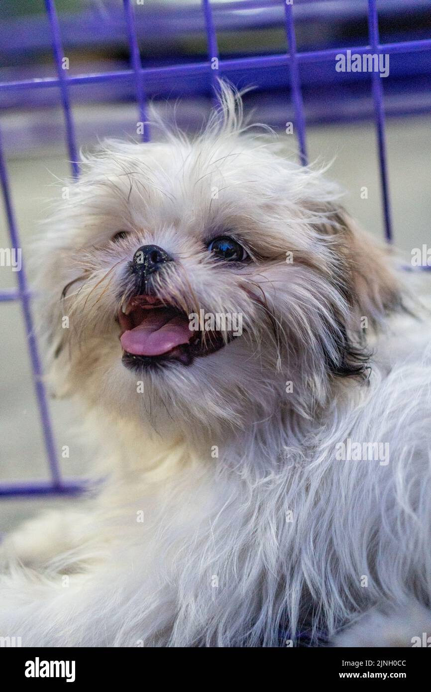 A vertical shot of Shih Tzu dog sticking its tongue out and looking up ...