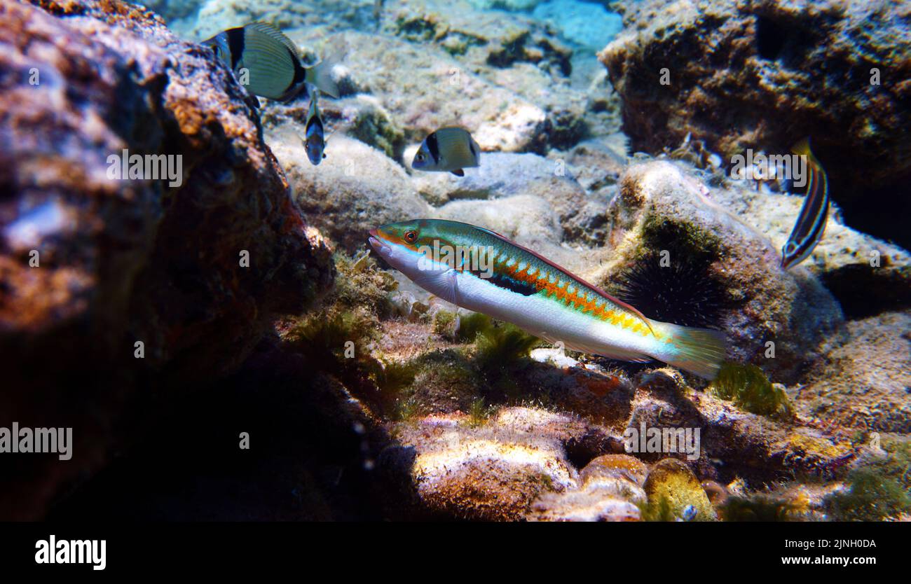Mediterranean rainbow wrasse - (Coris julis Stock Photo - Alamy