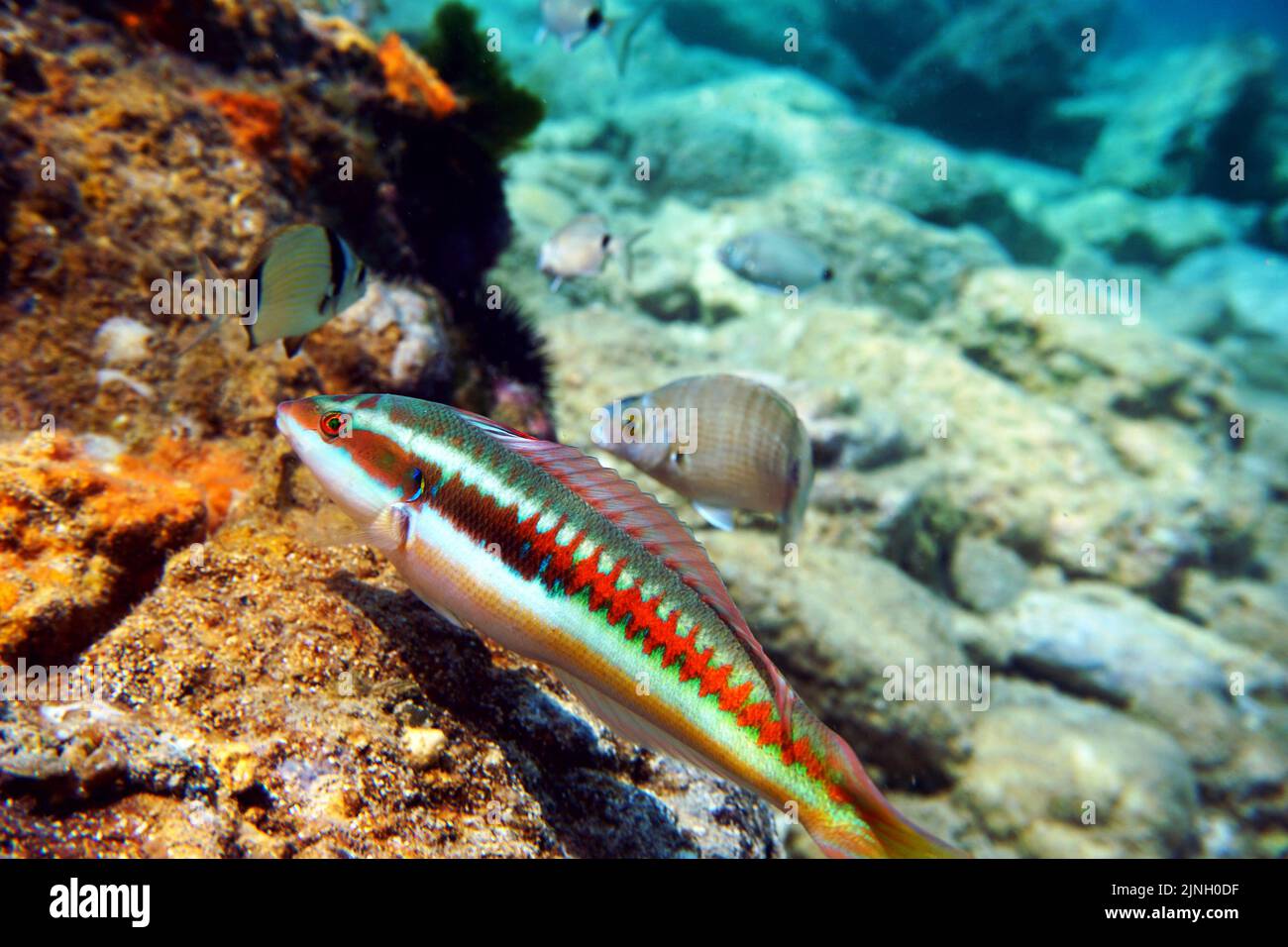 Mediterranean rainbow wrasse - (Coris julis Stock Photo - Alamy