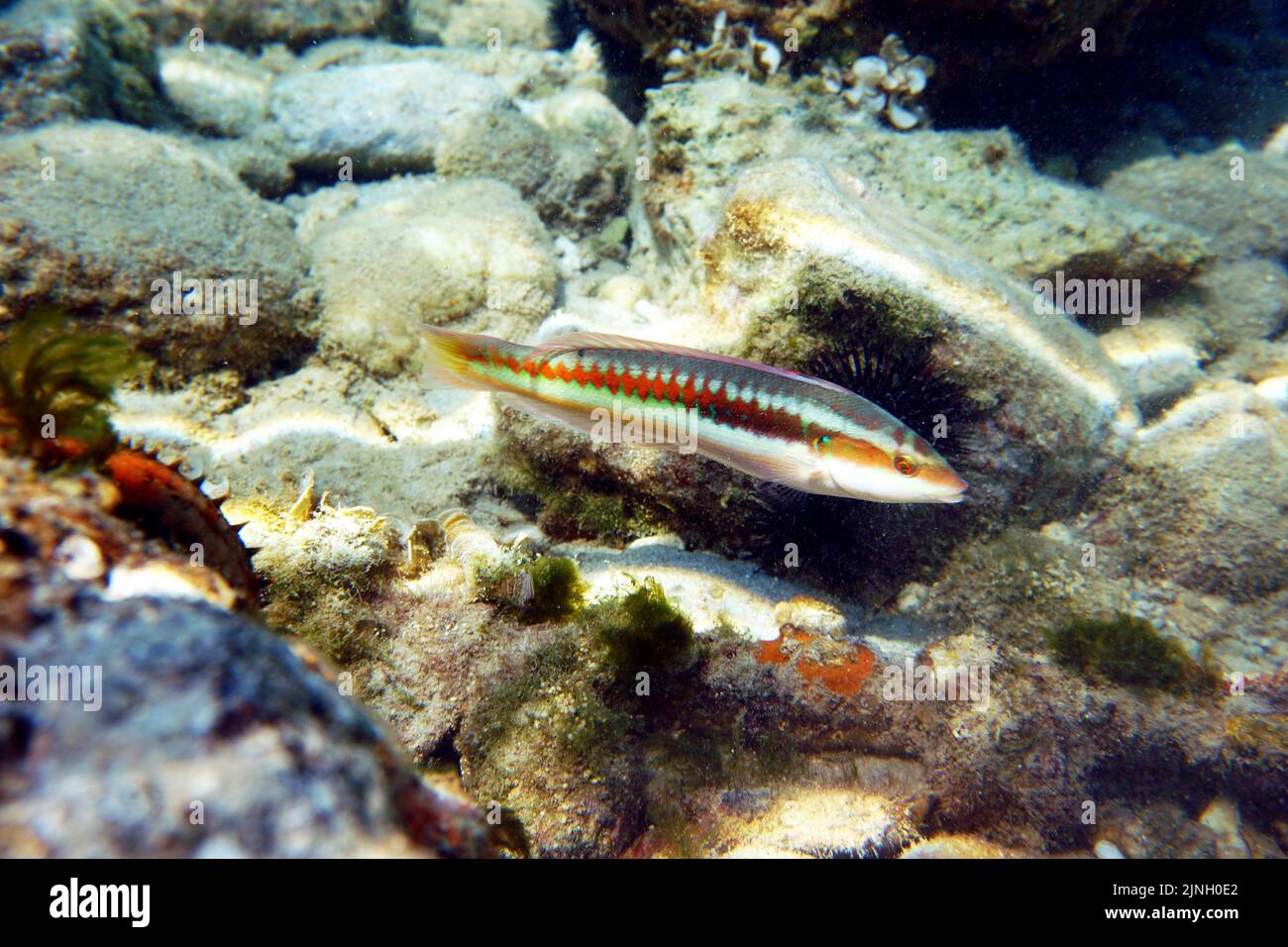 Mediterranean rainbow wrasse - (Coris julis Stock Photo - Alamy