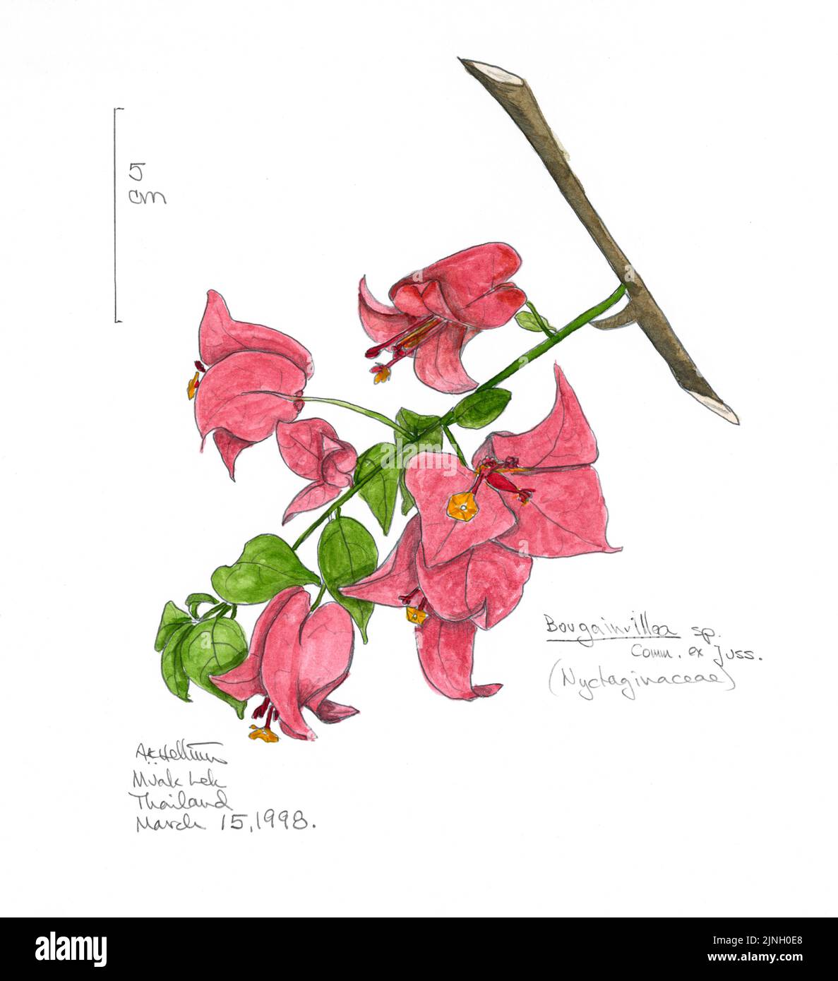 Bougainvillea watercolor drawing hi-res stock photography and images ...
