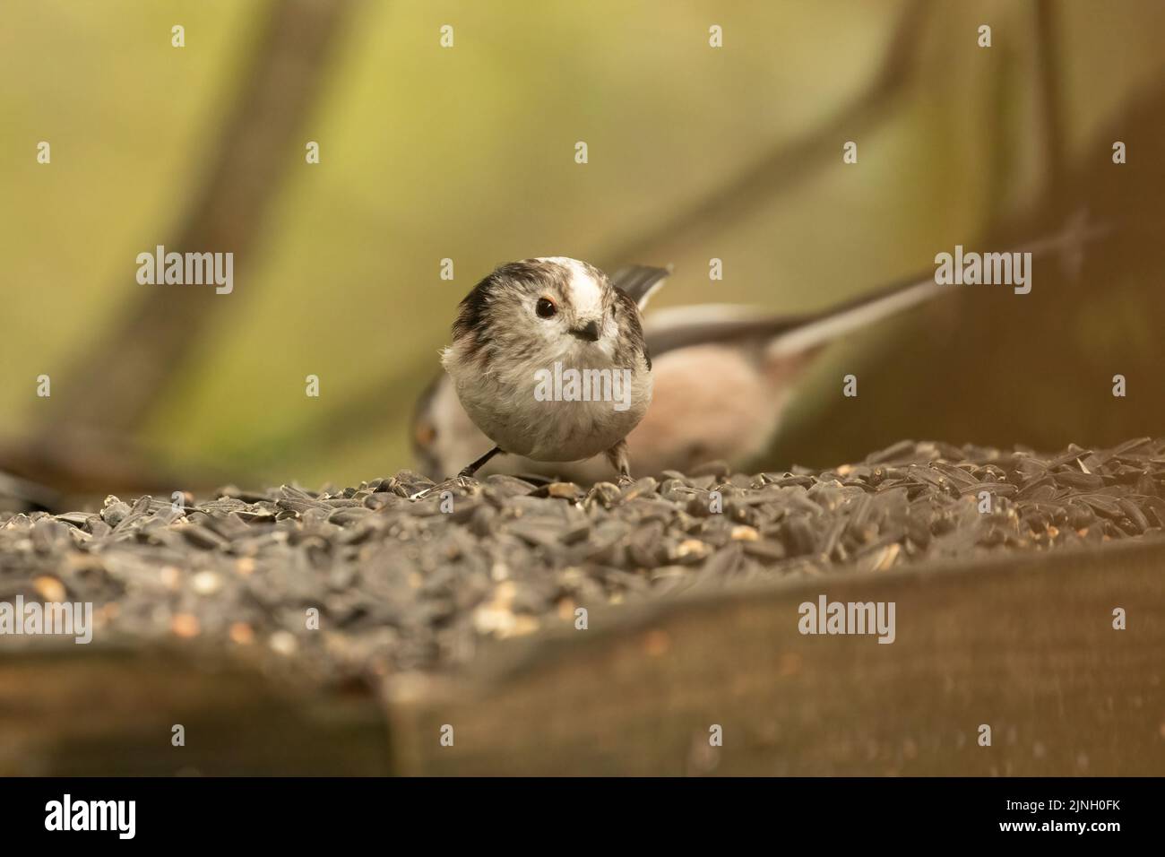 A long-tailed tit perched on the edge of bird feeder tray full of black ...