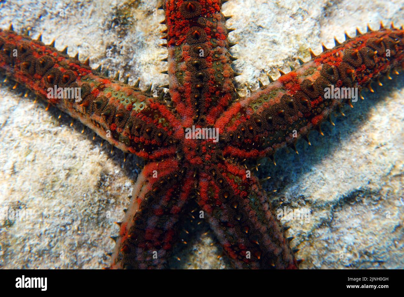 Blue spiny starfish - Coscinasterias tenuispina Stock Photo - Alamy