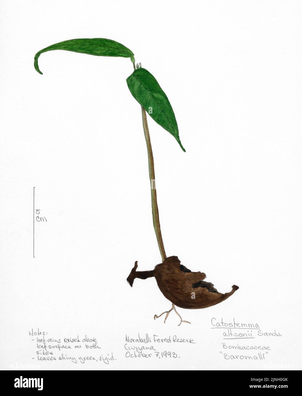 "Baromalli" Catostemma altsonii, Sands. (Bombacaceae) painted by A ...