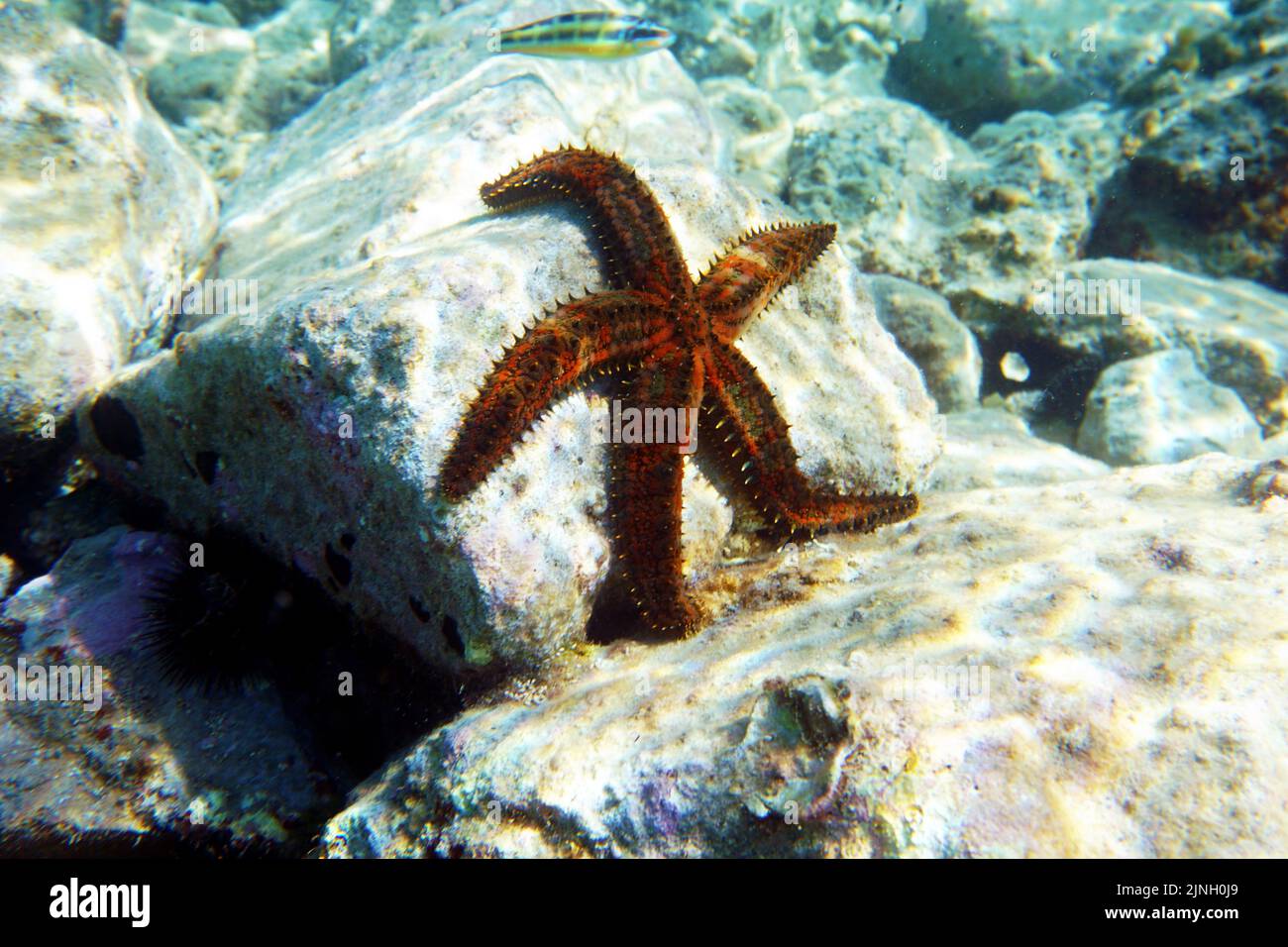 Blue spiny starfish - Coscinasterias tenuispina Stock Photo - Alamy