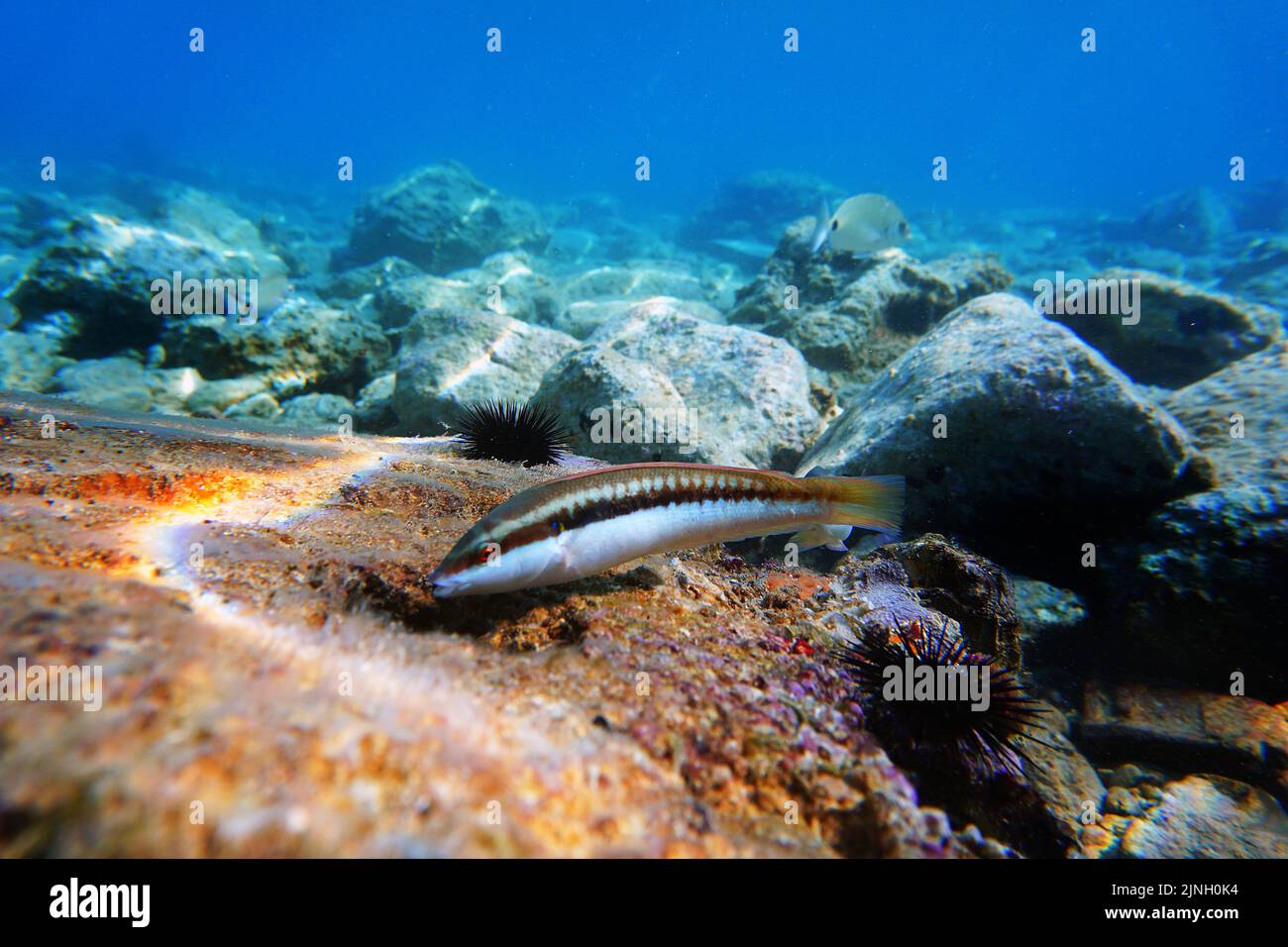 Mediterranean rainbow wrasse - (Coris julis Stock Photo - Alamy
