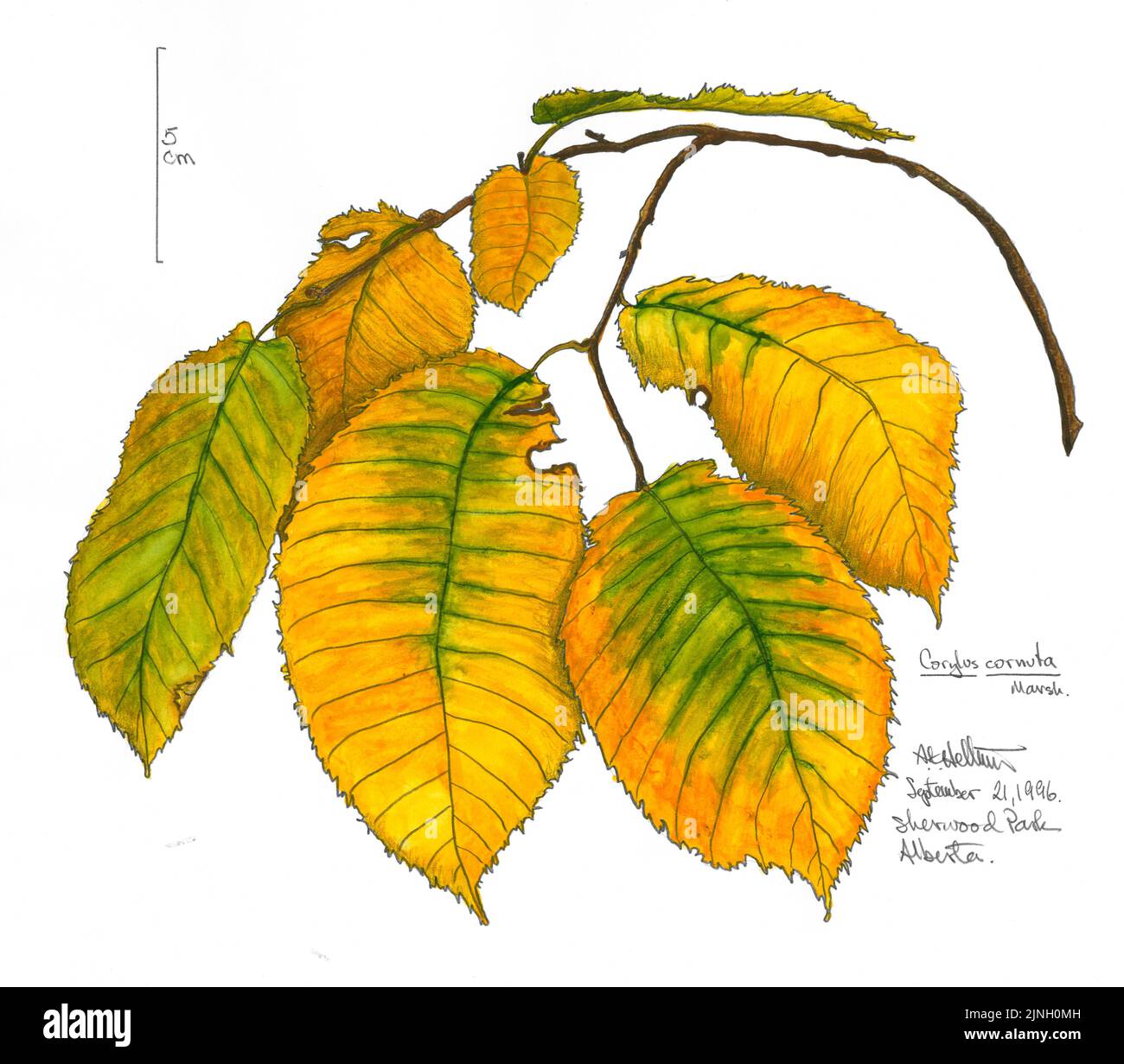 Corylus cornuta hi-res stock photography and images - Alamy