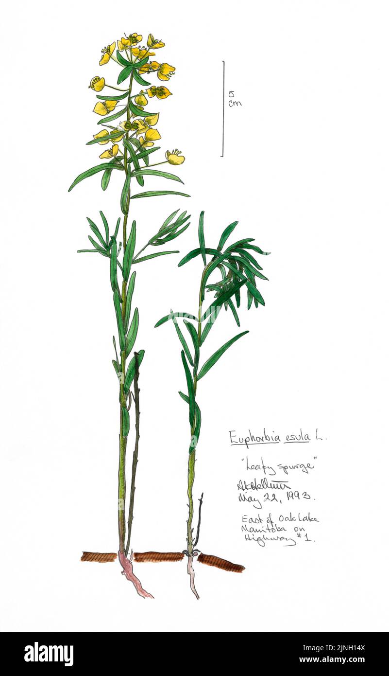 "Leafy spurge" Euphorbia esula, L. painted by A. Kåre Hellum at Oak ...