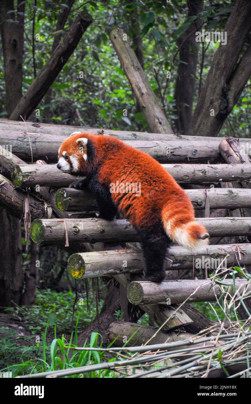 Chengdu Research Base of Giant Panda Breeding Stock Photo - Alamy