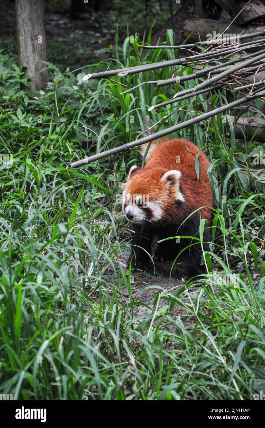 Chengdu Research Base of Giant Panda Breeding Stock Photo - Alamy